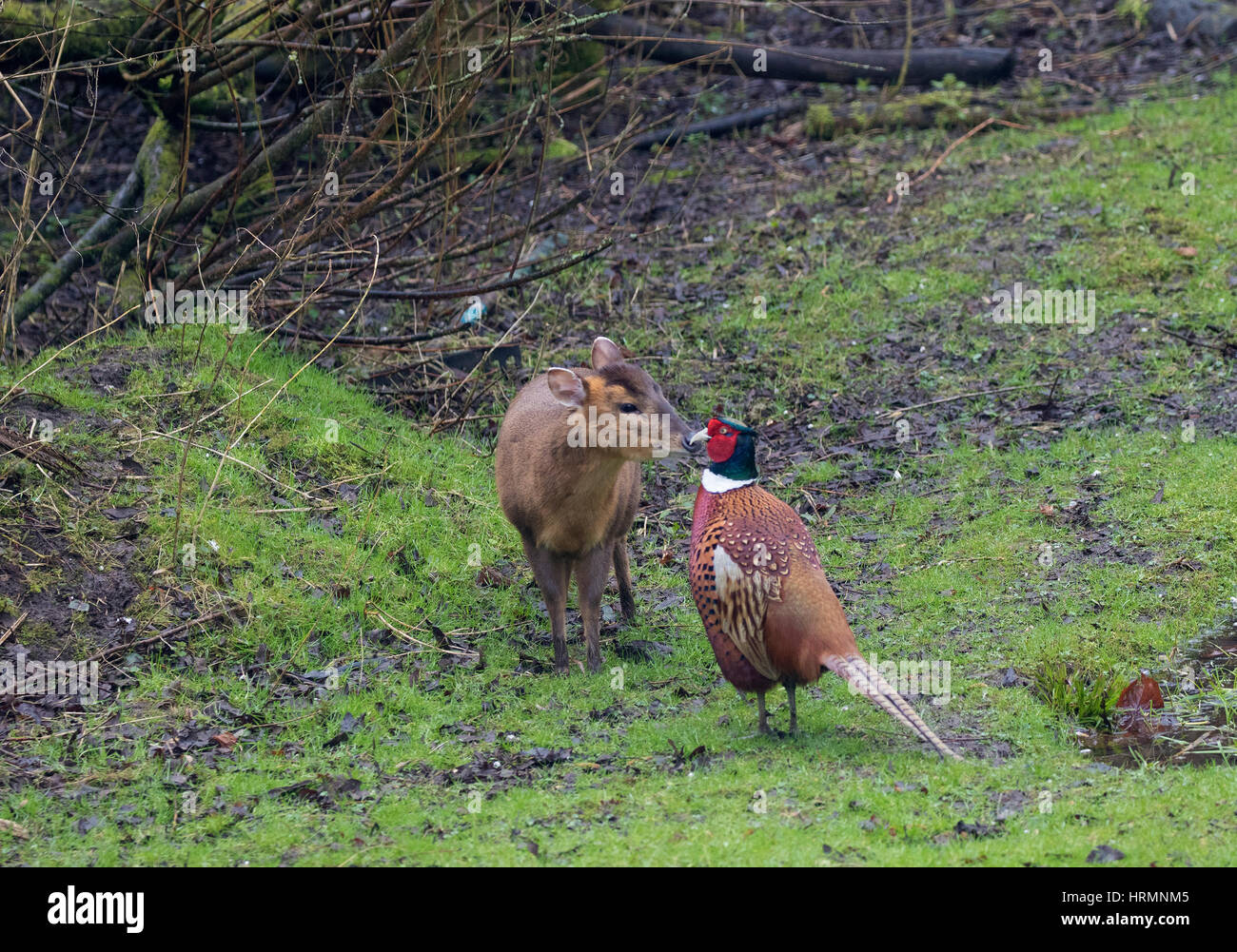 Baby Muntjac Muntiacus reevesi also called Barking deer comes head to ...