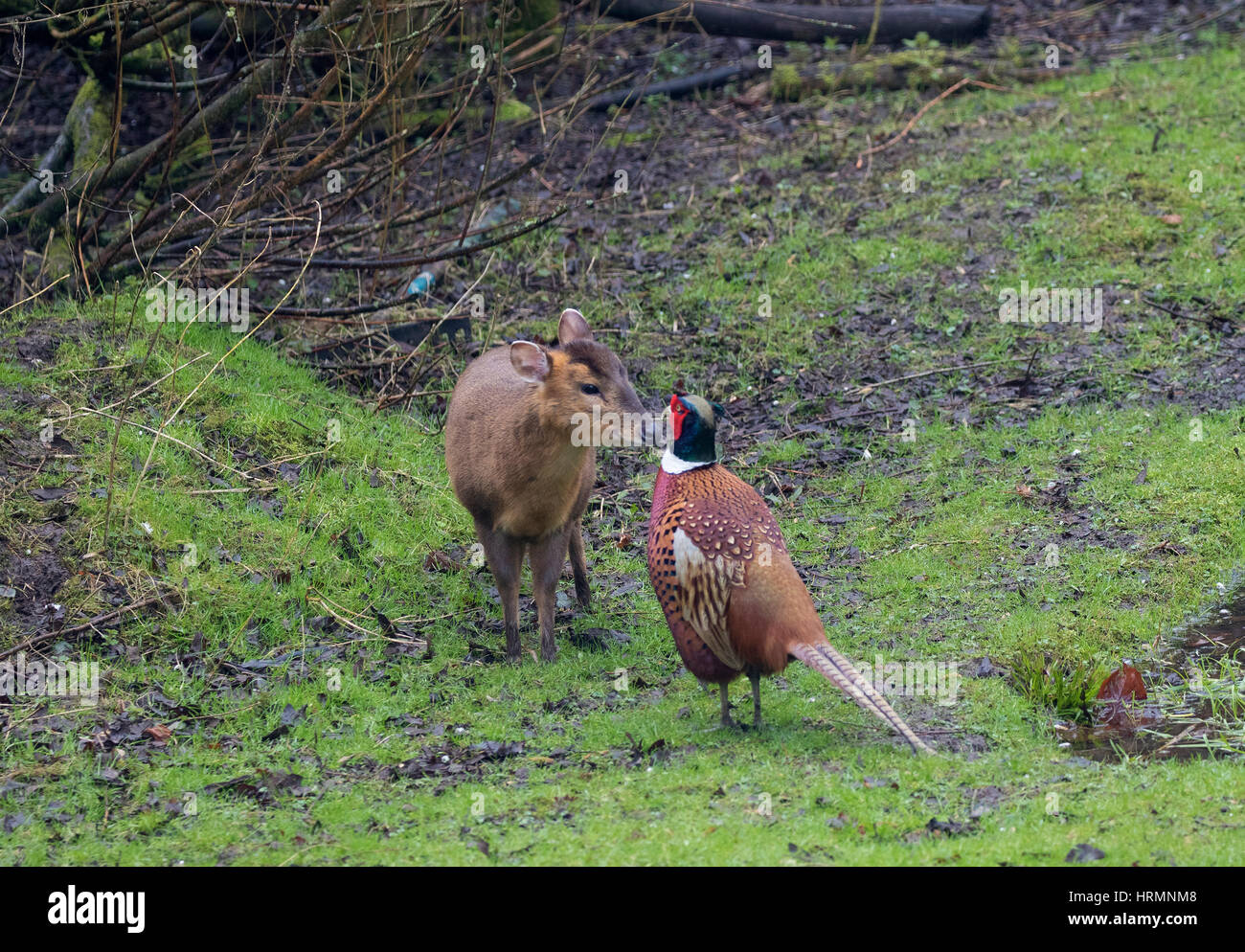 Baby Muntjac Muntiacus reevesi also called Barking deer comes head to ...