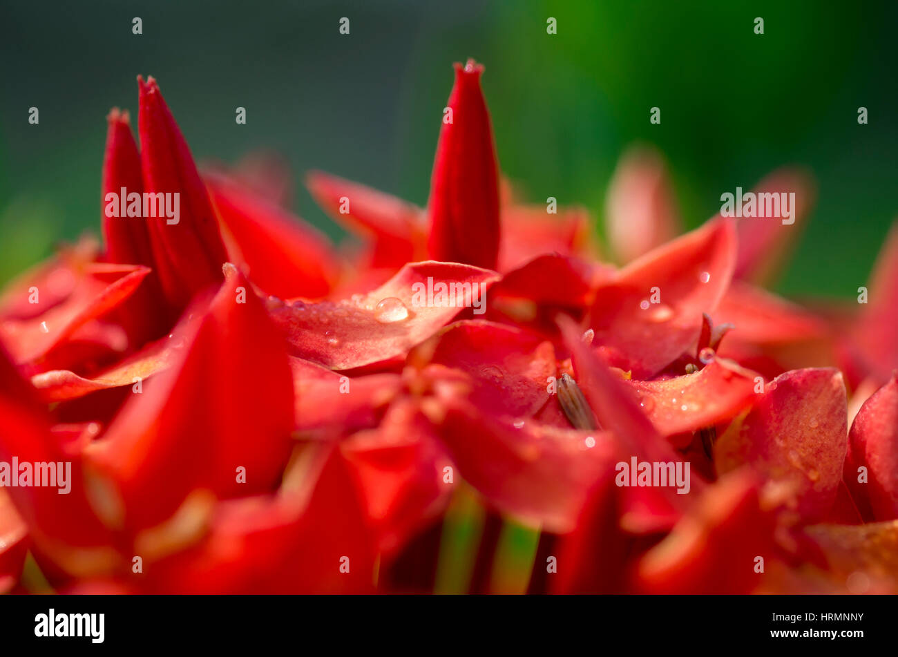 Red ixora flower Stock Photo - Alamy