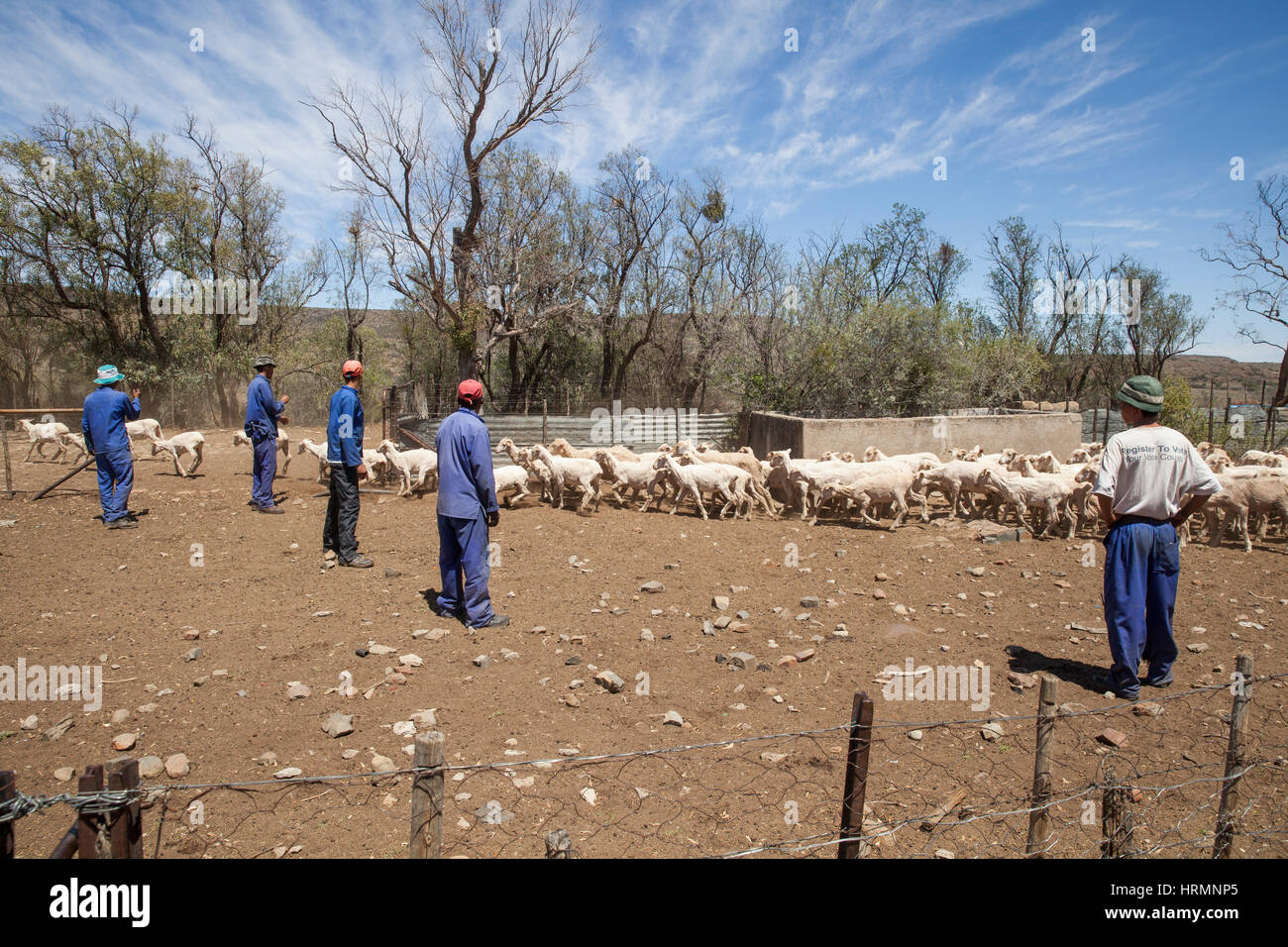 Sheep Farming, The Karoo, South Africa Stock Photo - Alamy