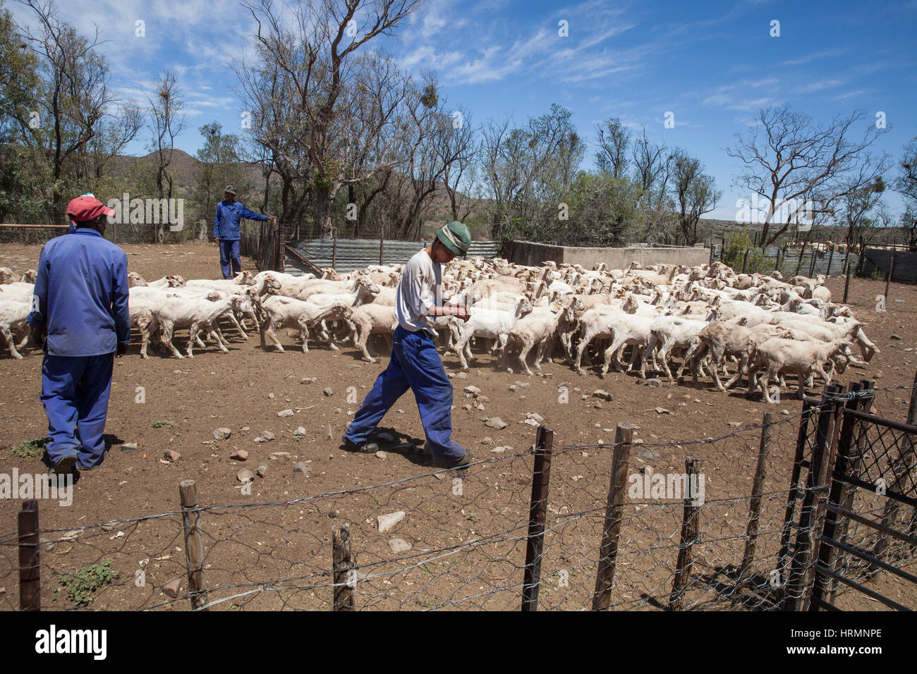 Sheep Farming, The Karoo, South Africa Stock Photo - Alamy