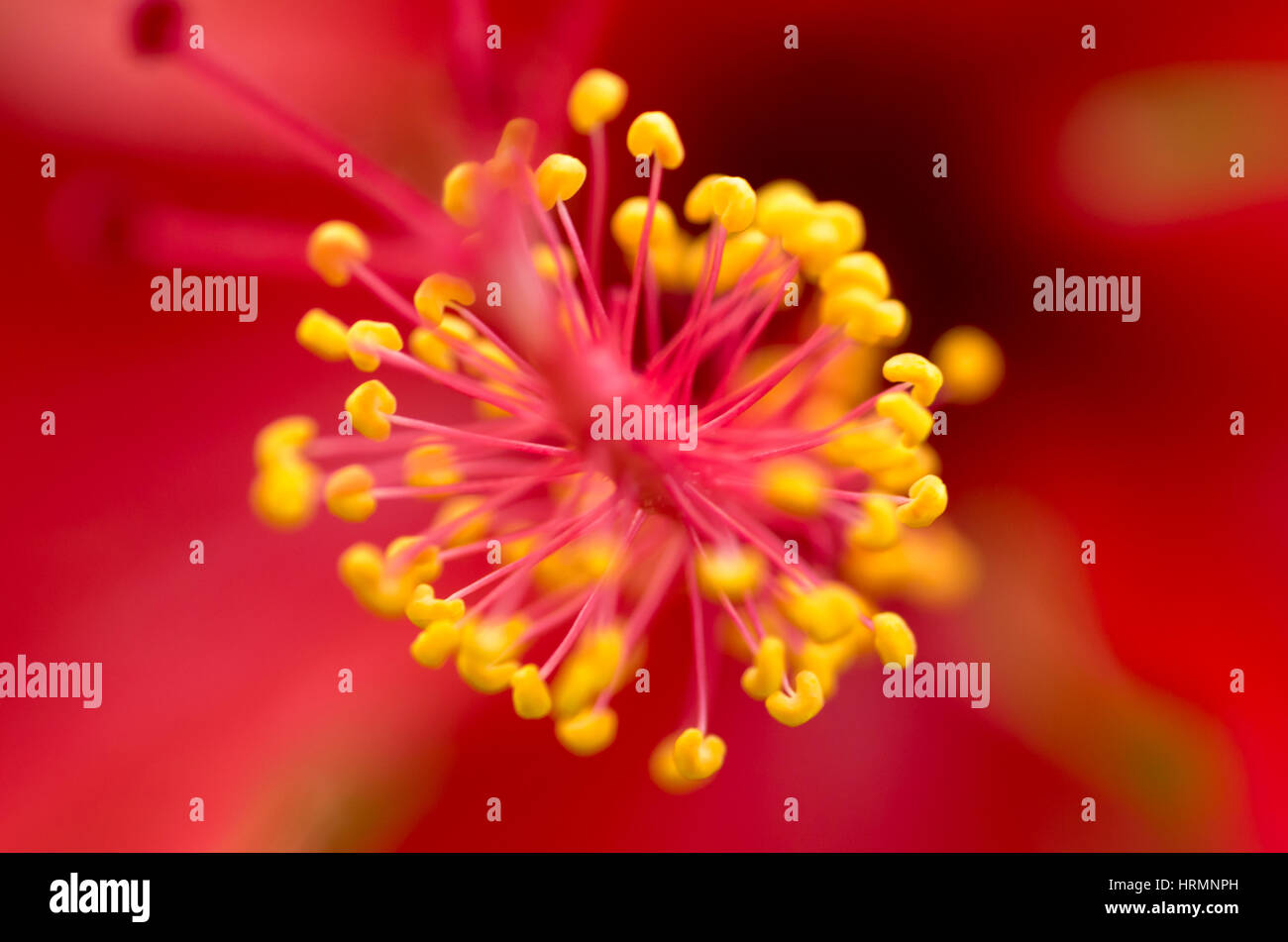 Stigma of flower Stock Photo - Alamy