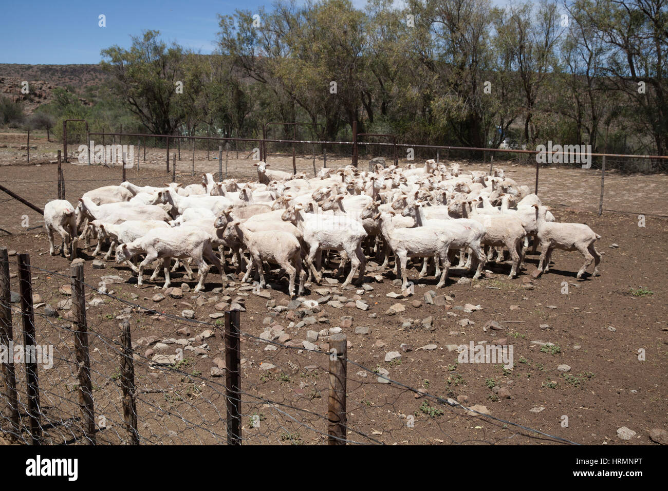 Sheep Farming, The Karoo, South Africa Stock Photo - Alamy