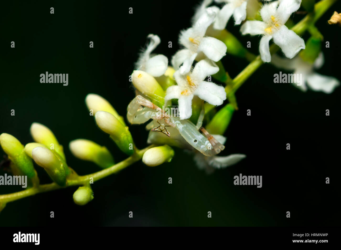 Small white spider Stock Photo - Alamy