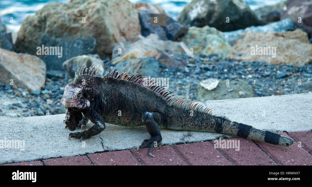 Iguana, St Thomas, US Virgin Islands, Caribbean Stock Photo - Alamy