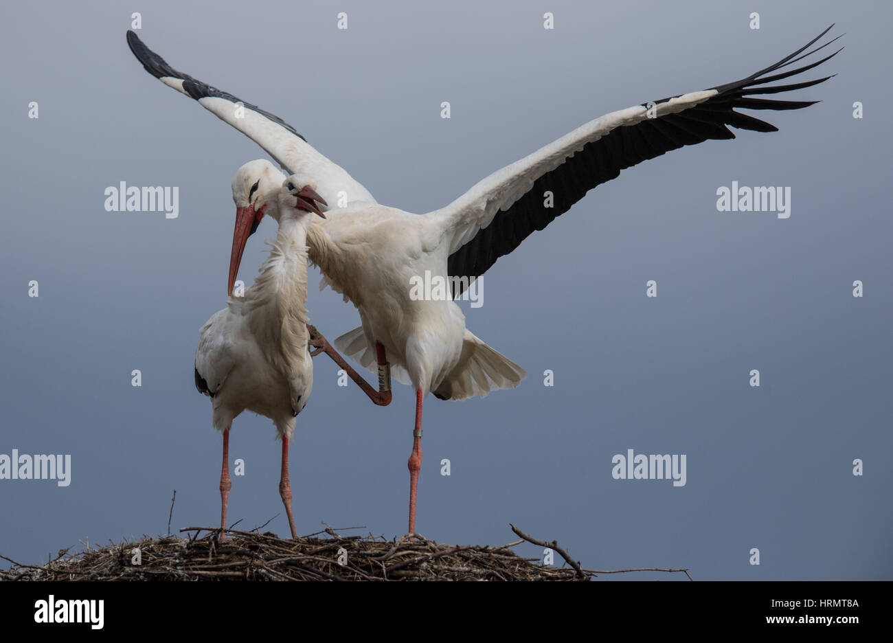 Biebesheim am Rhein, Germany, 2 March 2017. Two white storks copulate ...
