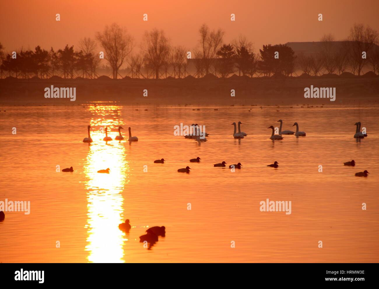 Rongcheng, Rongcheng, China. 3rd Mar, 2017. Swans swim in lake in ...