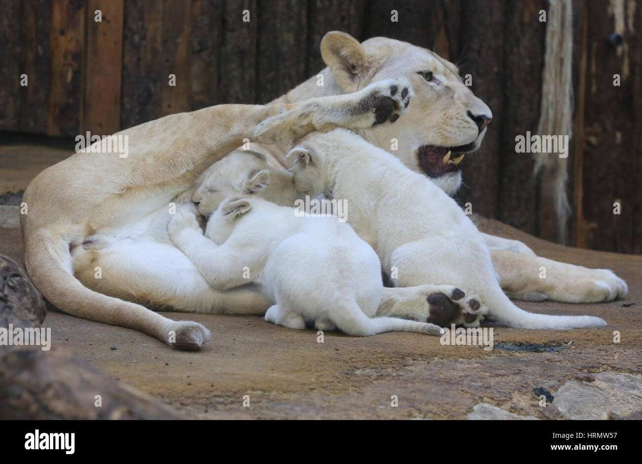 Magdeburg, Germany. 2nd Mar, 2017. Mother 'Kiara' and the offspring can ...