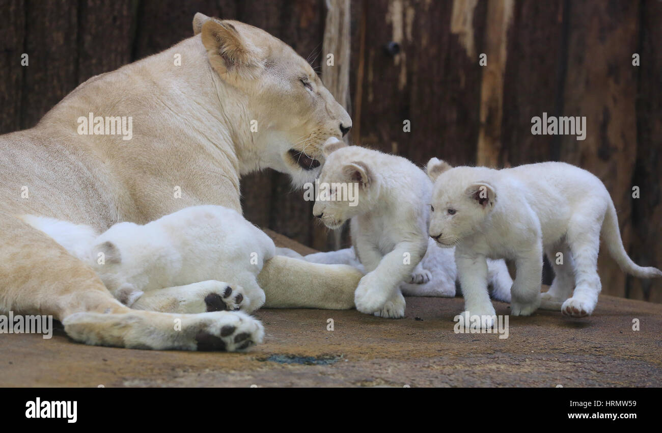 Magdeburg, Germany. 2nd Mar, 2017. Mother 'Kiara' and the offspring can ...