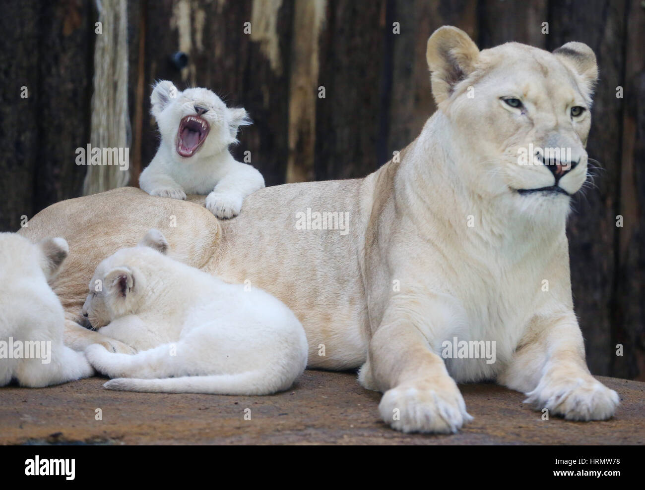 Magdeburg, Germany. 2nd Mar, 2017. Mother 'Kiara' and the offspring can ...