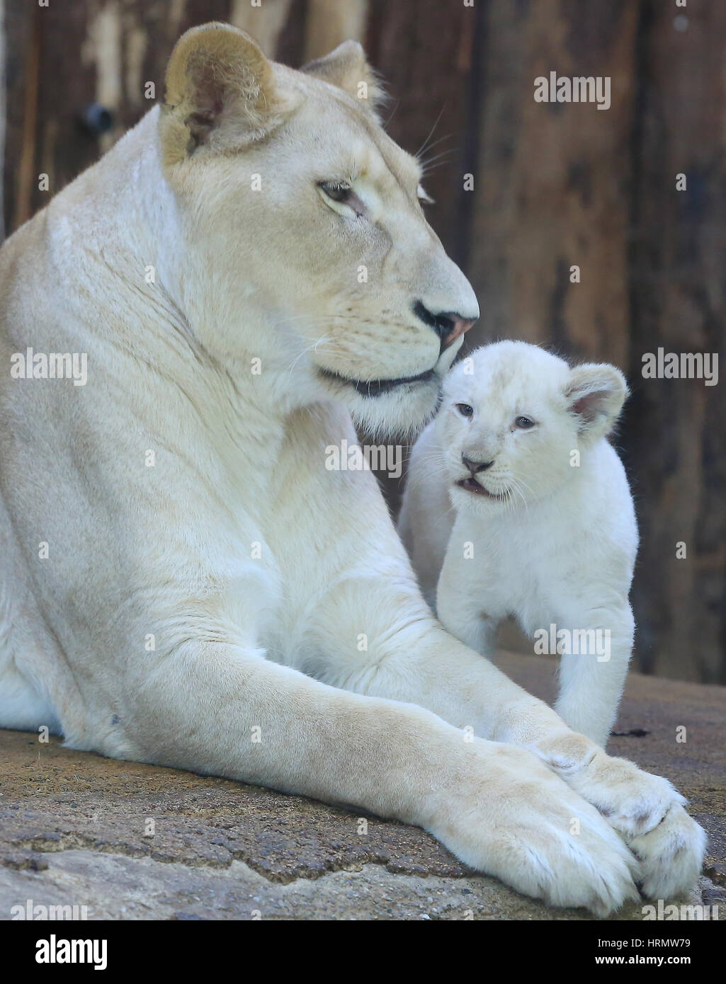 Magdeburg, Germany. 2nd Mar, 2017. Mother 'Kiara' and the offspring can ...