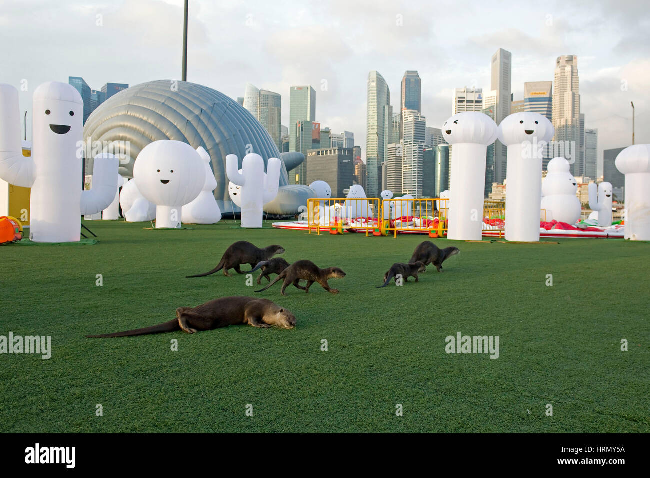 Marina Bay, Singapore. 3rd Mar, 2017. Wild urban smooth-coated otters ...