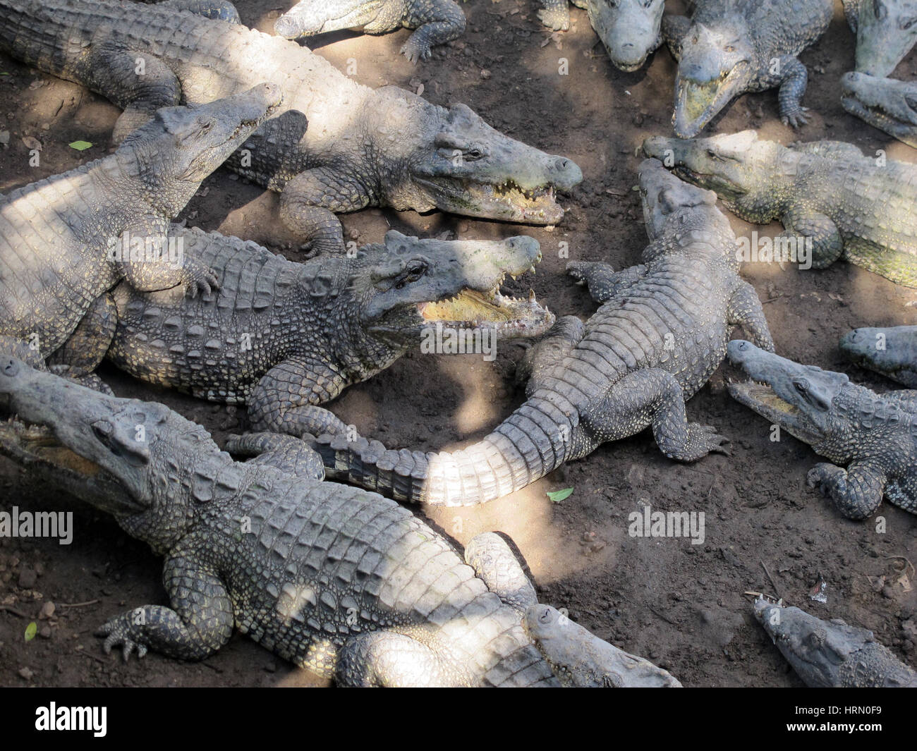 Guama, Cuba. 06th Feb, 2017. Cuban crocodiles (Crocodylus rhombifer ...