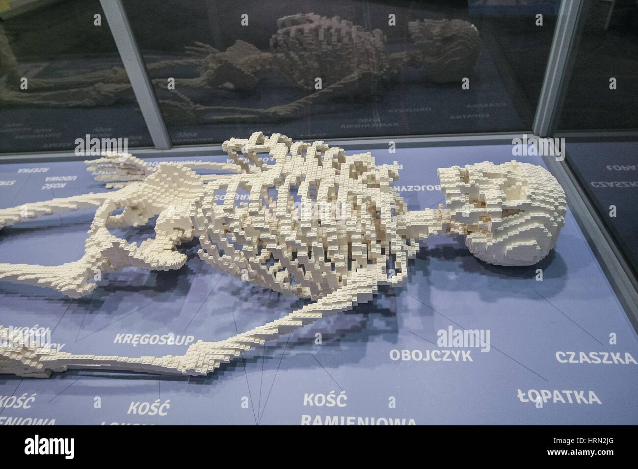 Gdansk, Poland. 03rd Mar, 2017. Human skeleton model made with LEGO ...