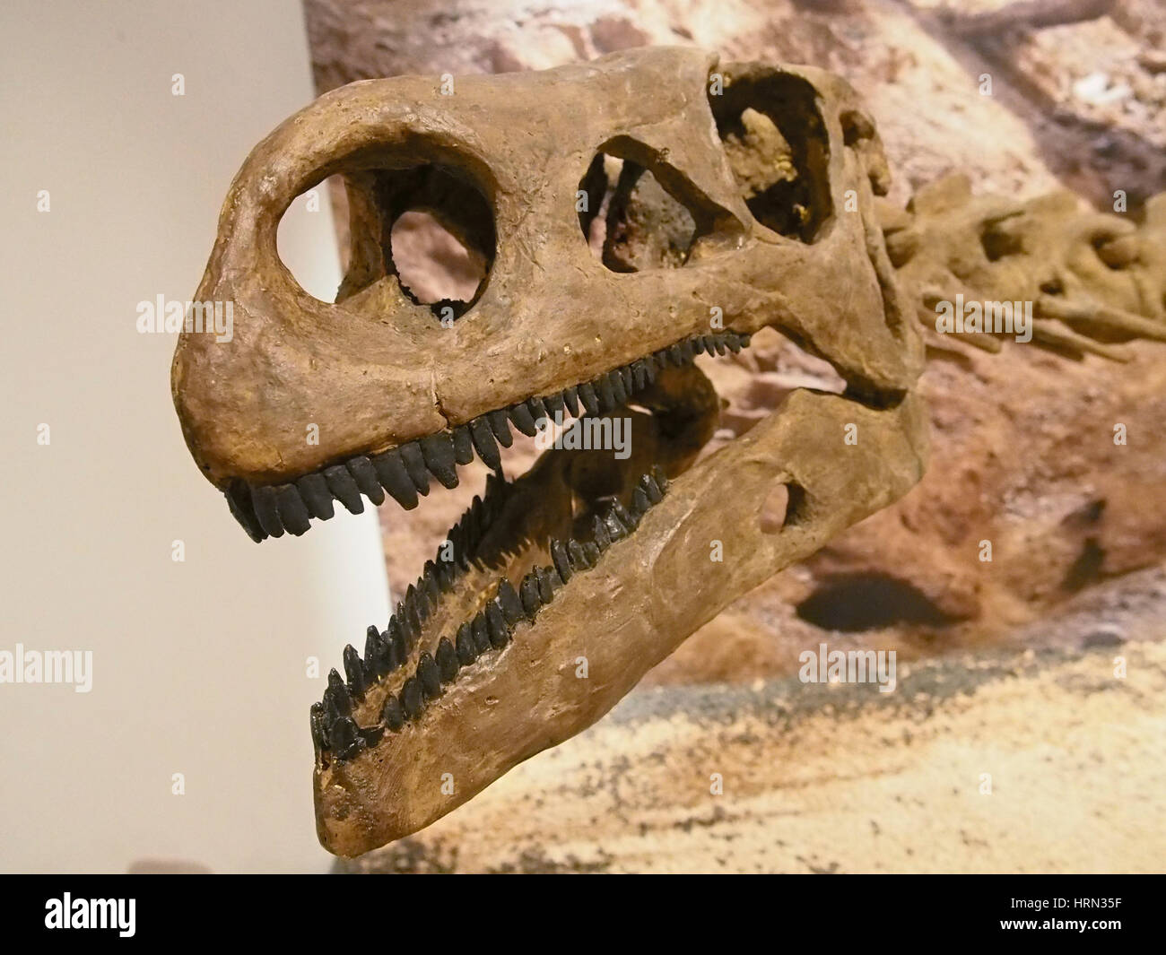 Plateosaurus hi-res stock photography and images - Alamy