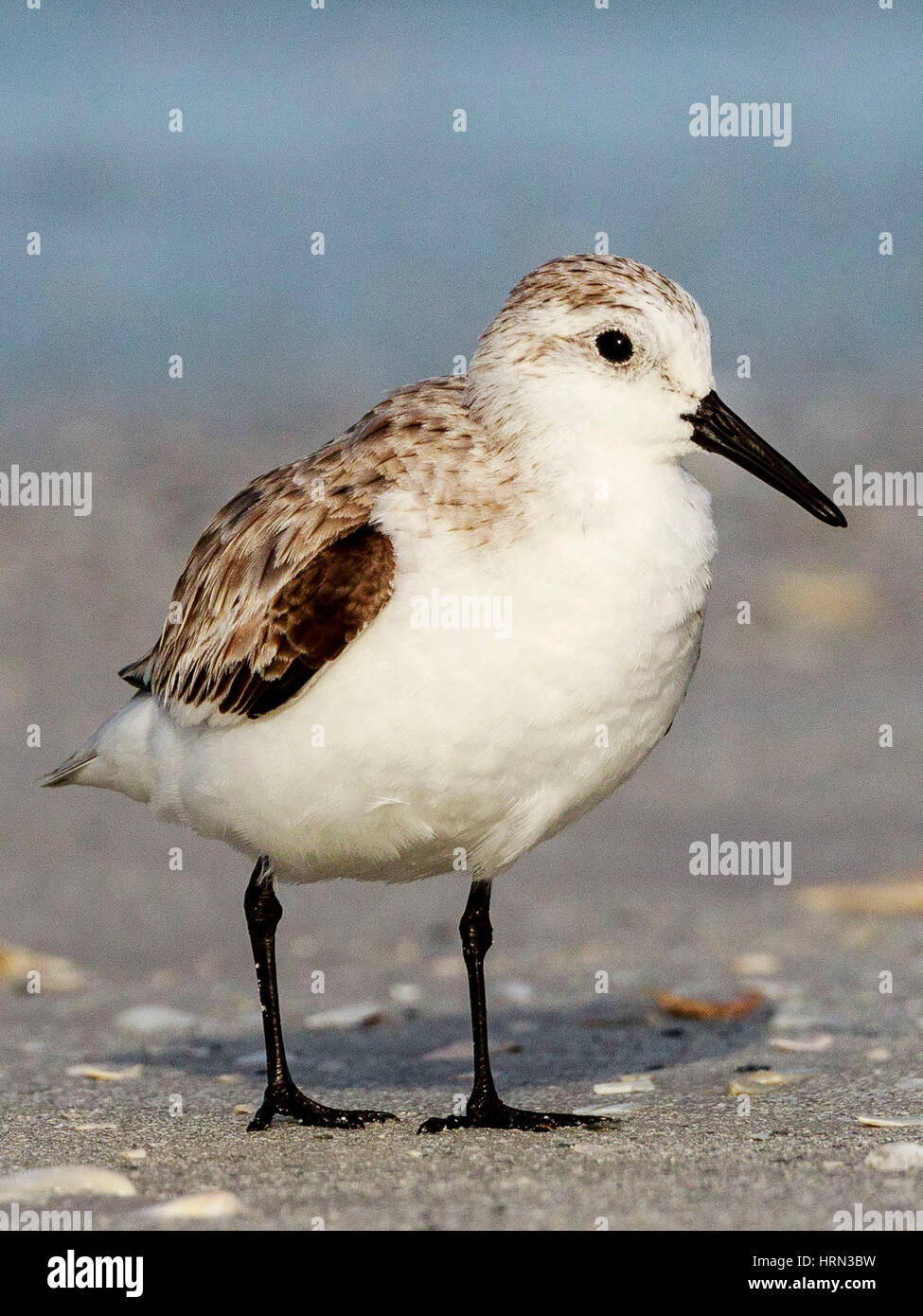 Mullet key for de soto hi-res stock photography and images - Alamy