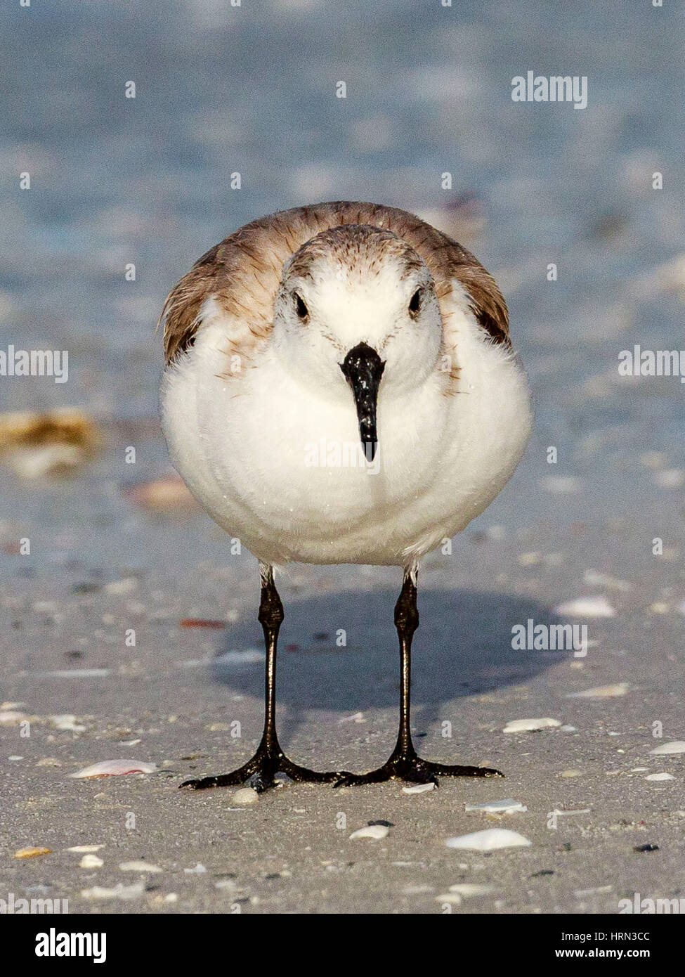 Mullet key for de soto hi-res stock photography and images - Alamy