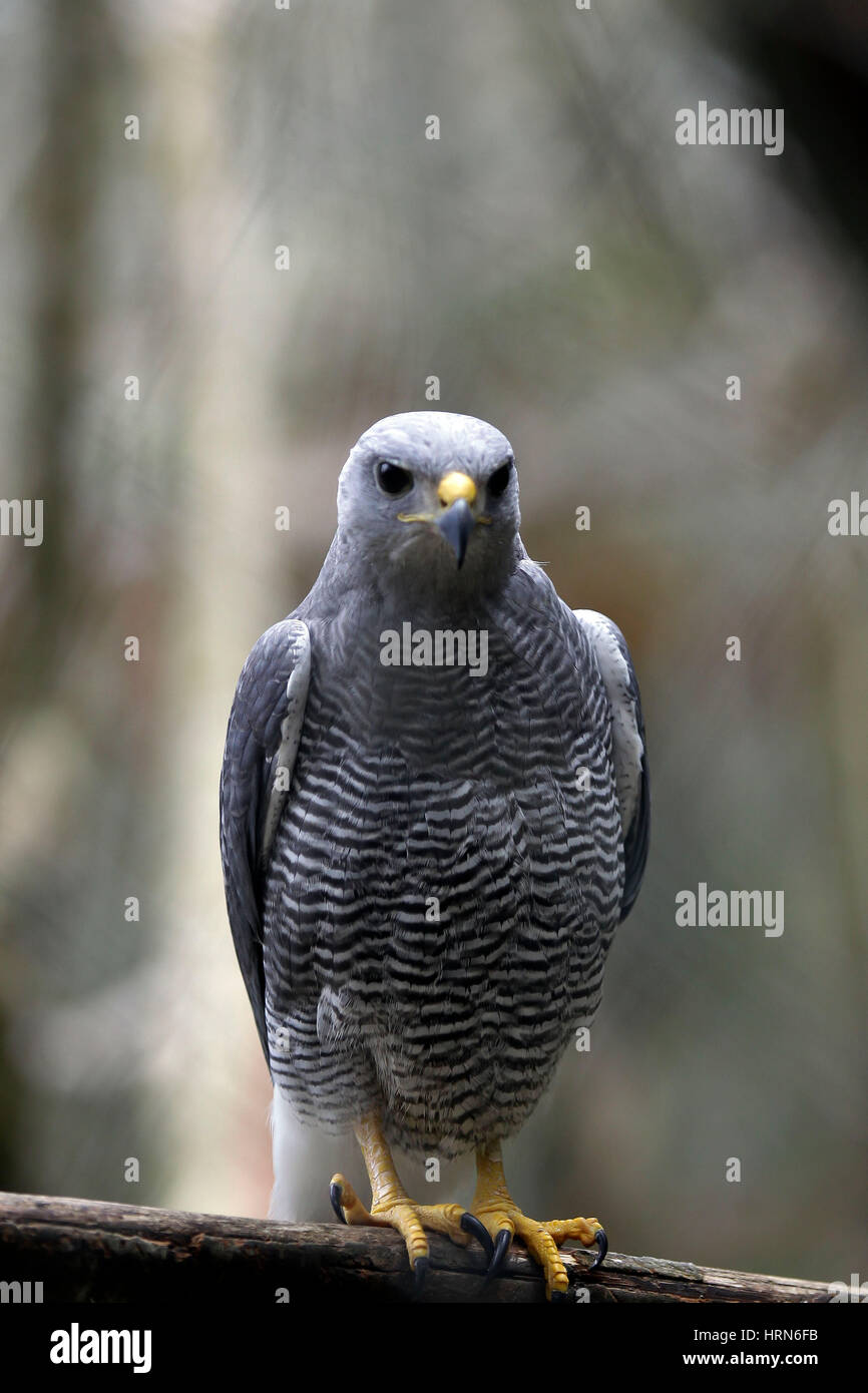 Tegucigalpa. 3rd Mar, 2017. A gray hawk is seen at the Rosy Walther Zoo ...