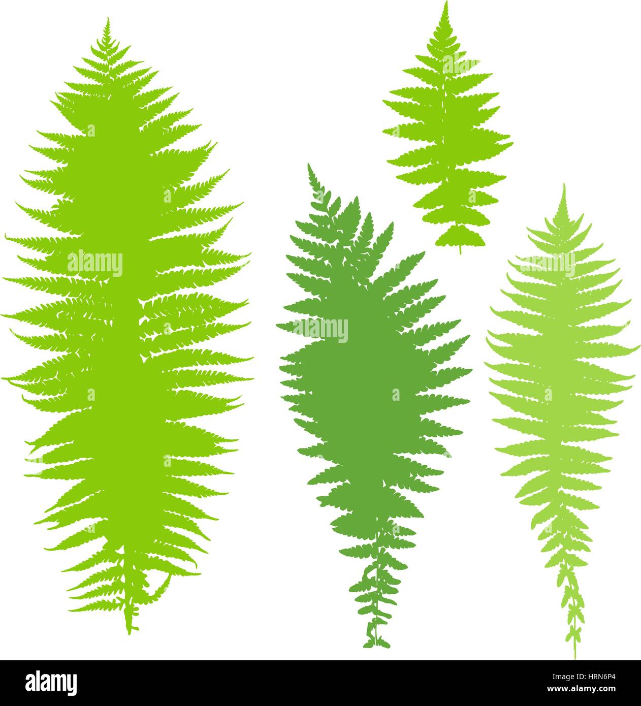 Spore fern Stock Vector Images - Alamy
