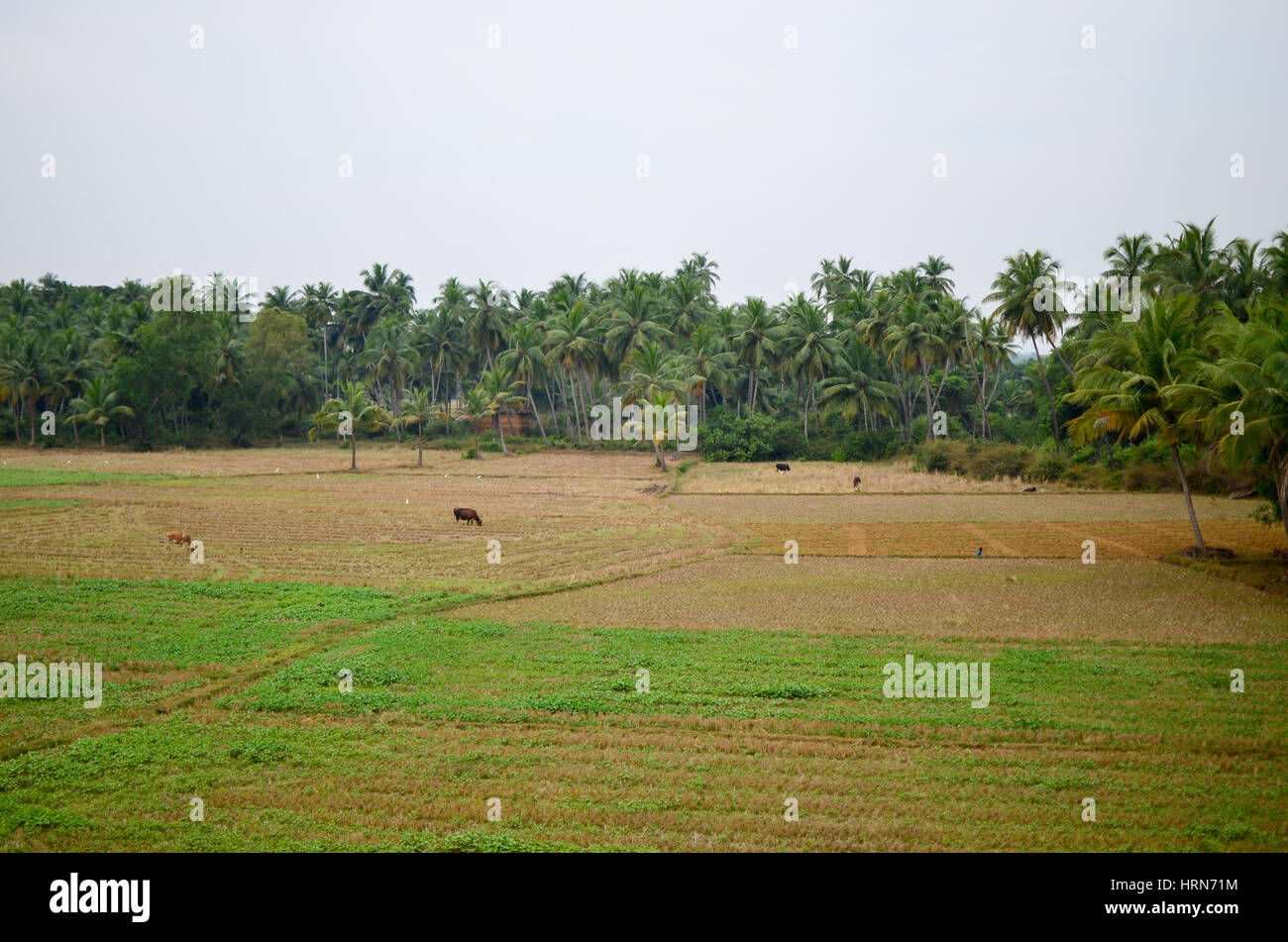 Beautiful landscape of rural India. Scene captured during travel by ...