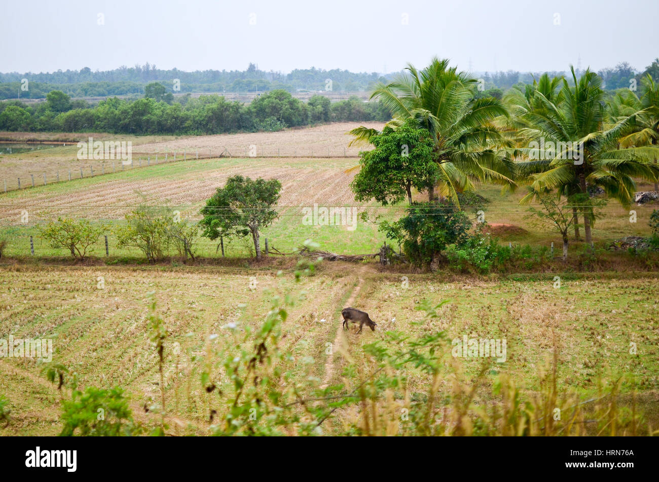 Beautiful landscape of rural India. Scene captured during travel by ...