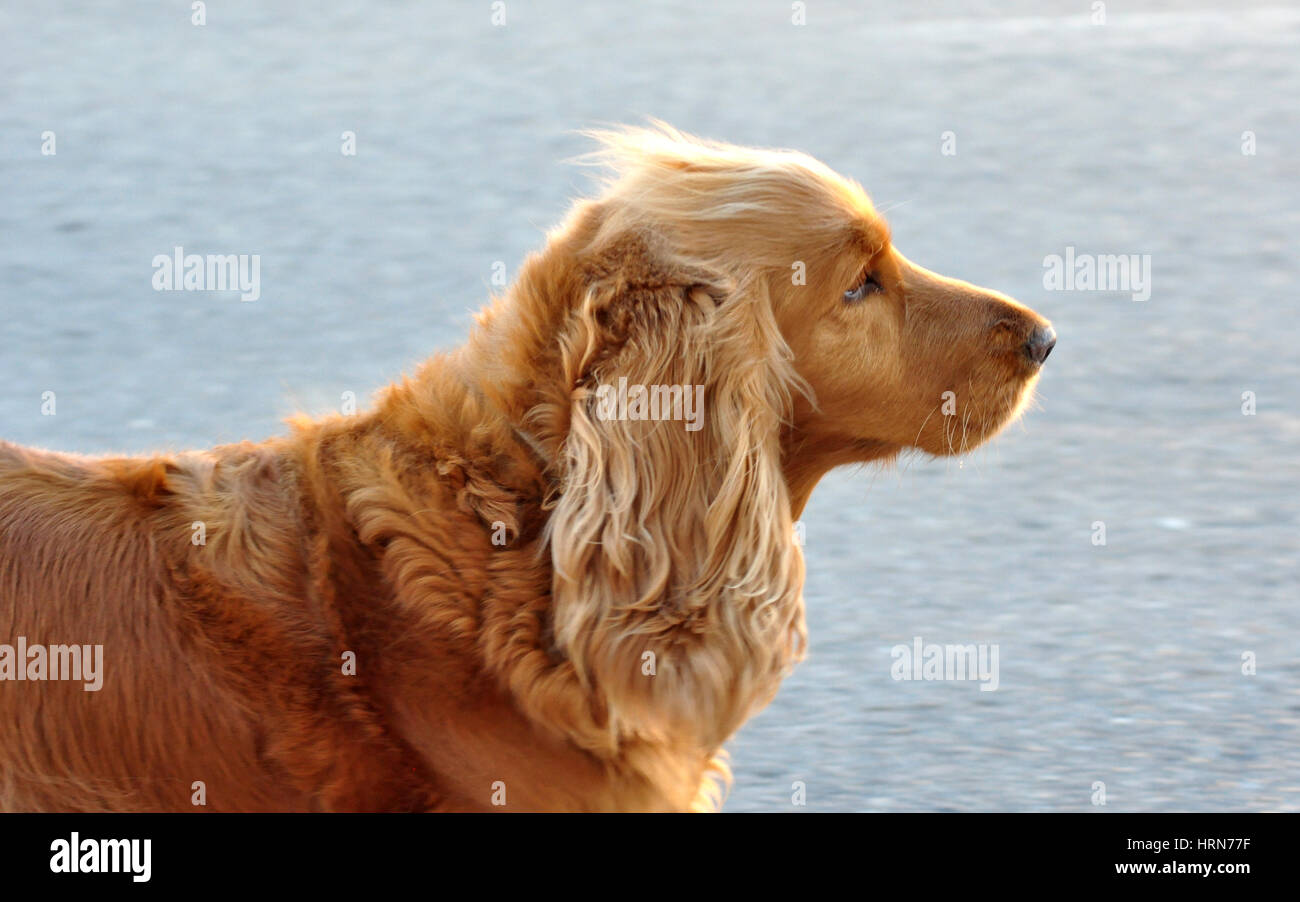 Cocker spaniel female posing quiet Stock Photo - Alamy