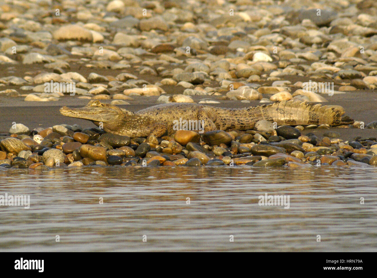 Spectacled (white or common) caiman on bank of Lower Madre de Dios ...