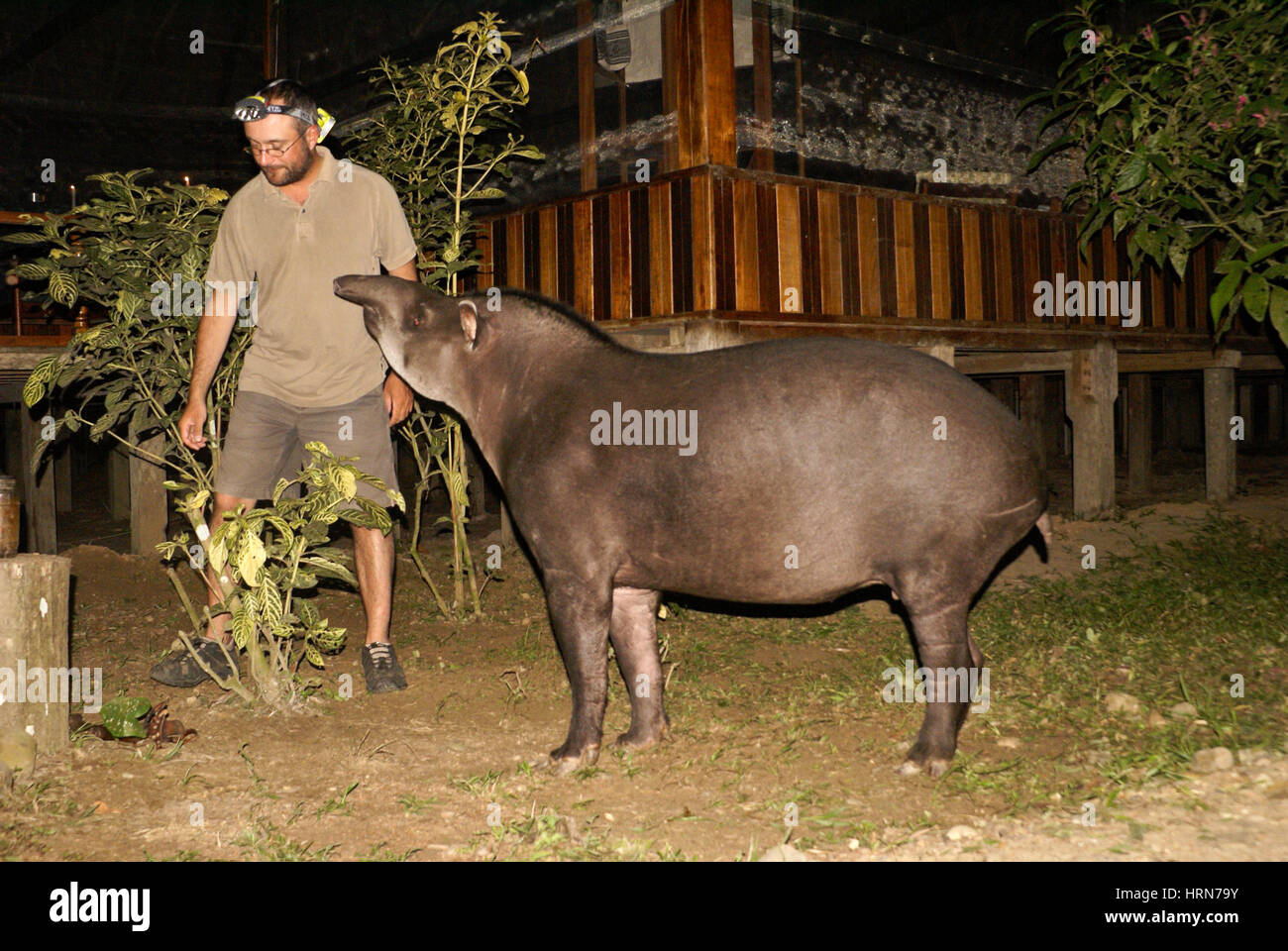 South American (Brazilian or lowland) tapir at Manu Wildlife Center ...