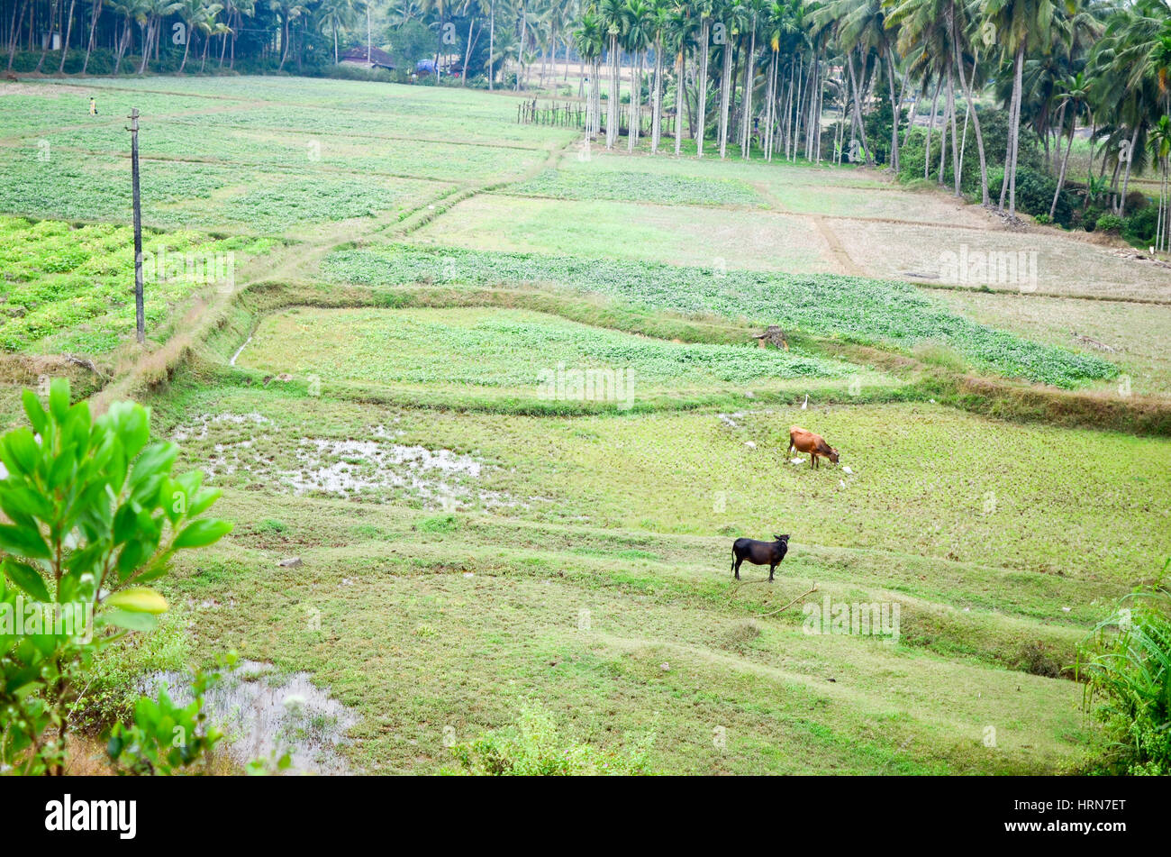 Beautiful landscape of rural India. Scene captured during travel by ...