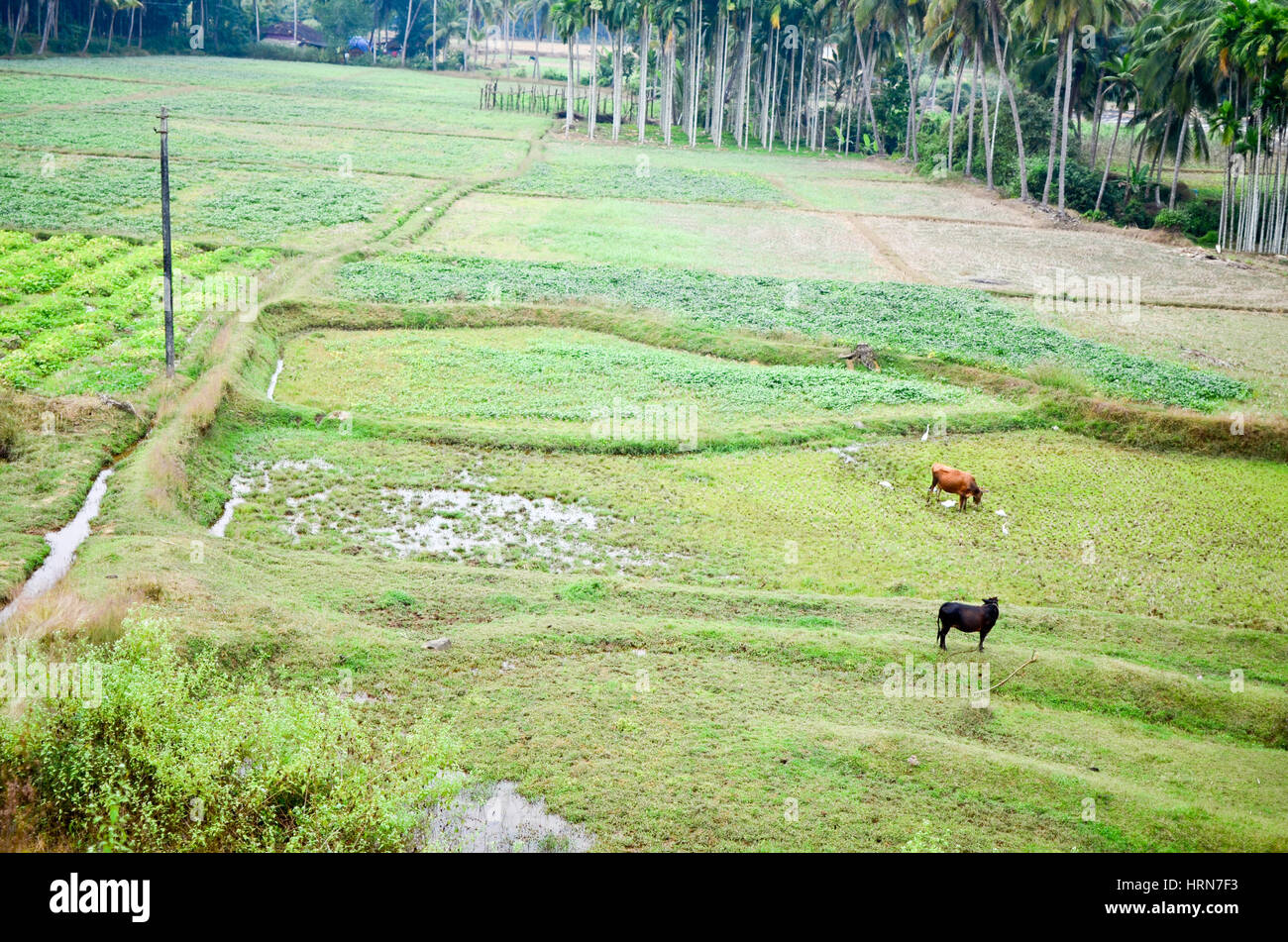 Beautiful landscape of rural India. Scene captured during travel by ...