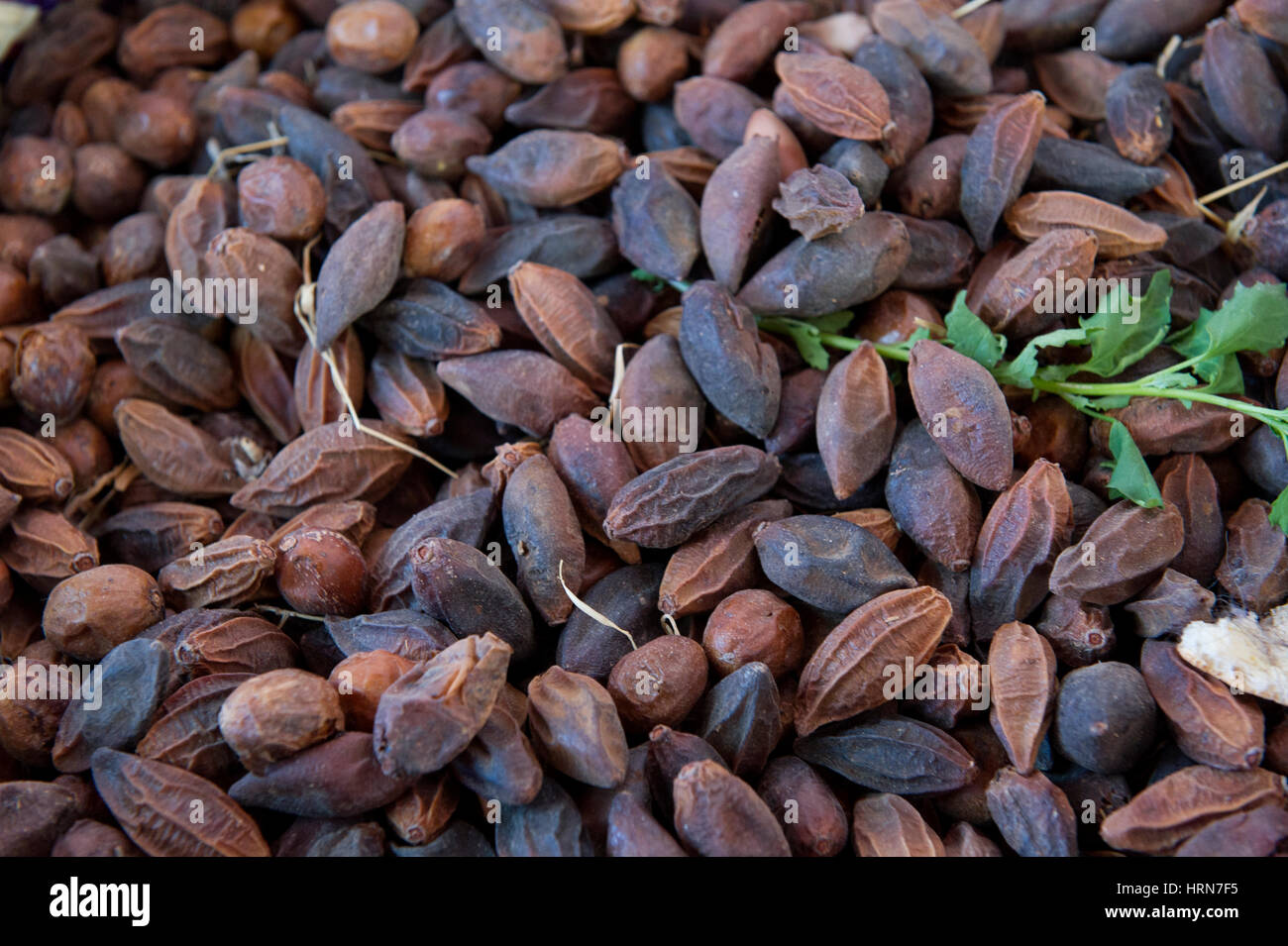Argan Fruit from the Argan Trees (Argania spinosa) in Southwest Morocco ...