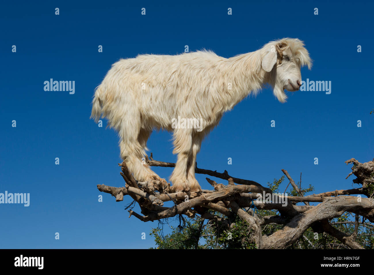 Goats hi-res stock photography and images - Alamy