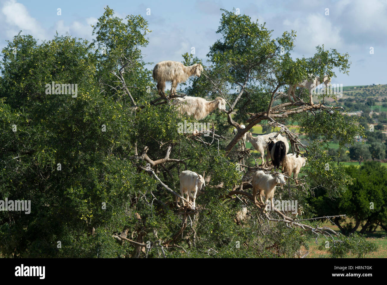 Moroccos famous Goats in the Argan Trees on the road between Marrakesh ...