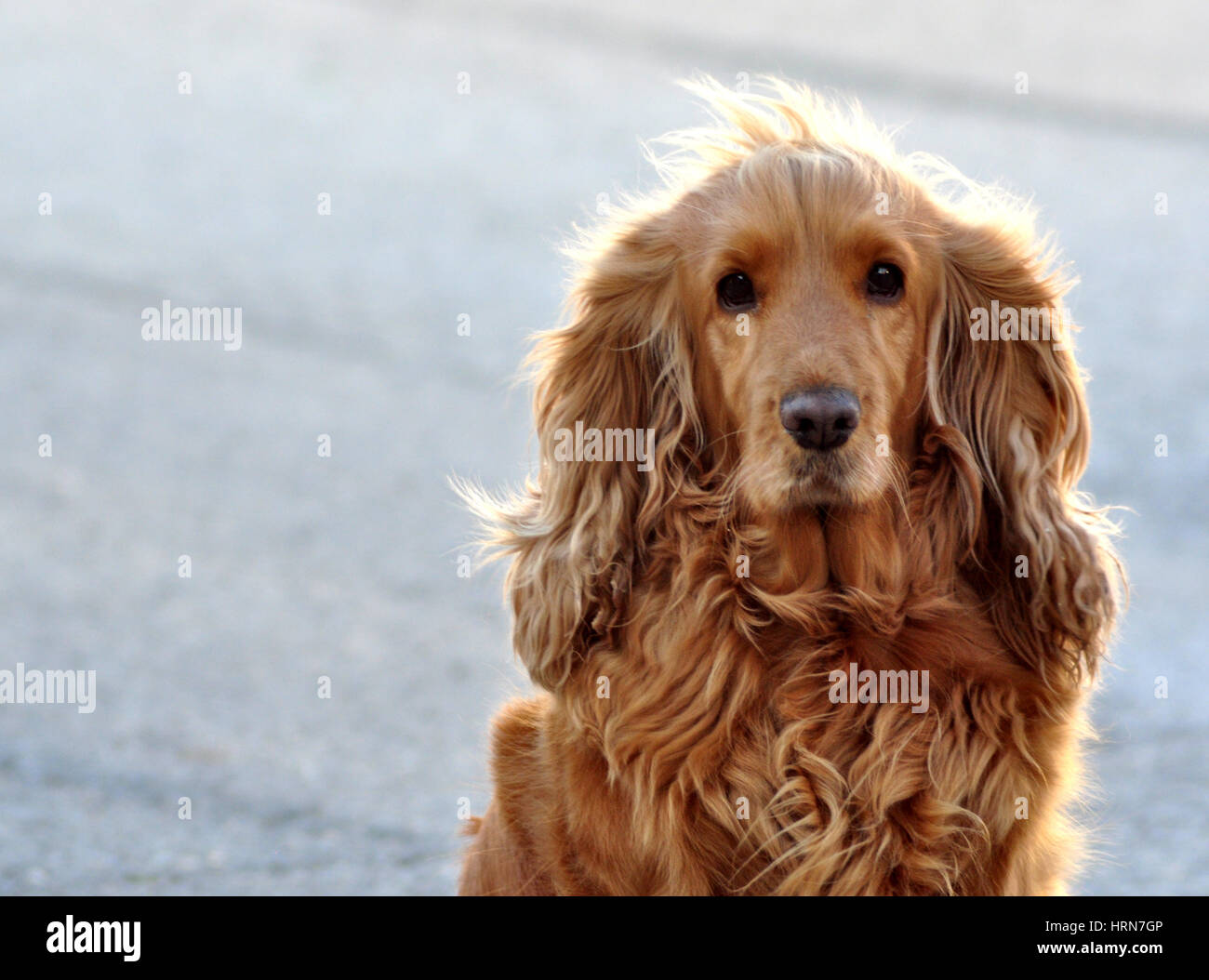 Cocker spaniel female posing quiet Stock Photo - Alamy