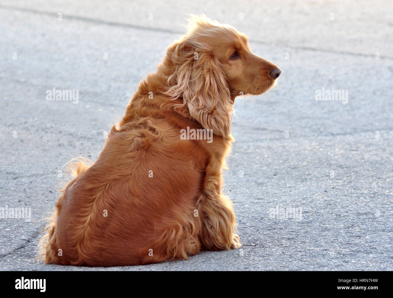 Cocker spaniel female posing quiet Stock Photo - Alamy