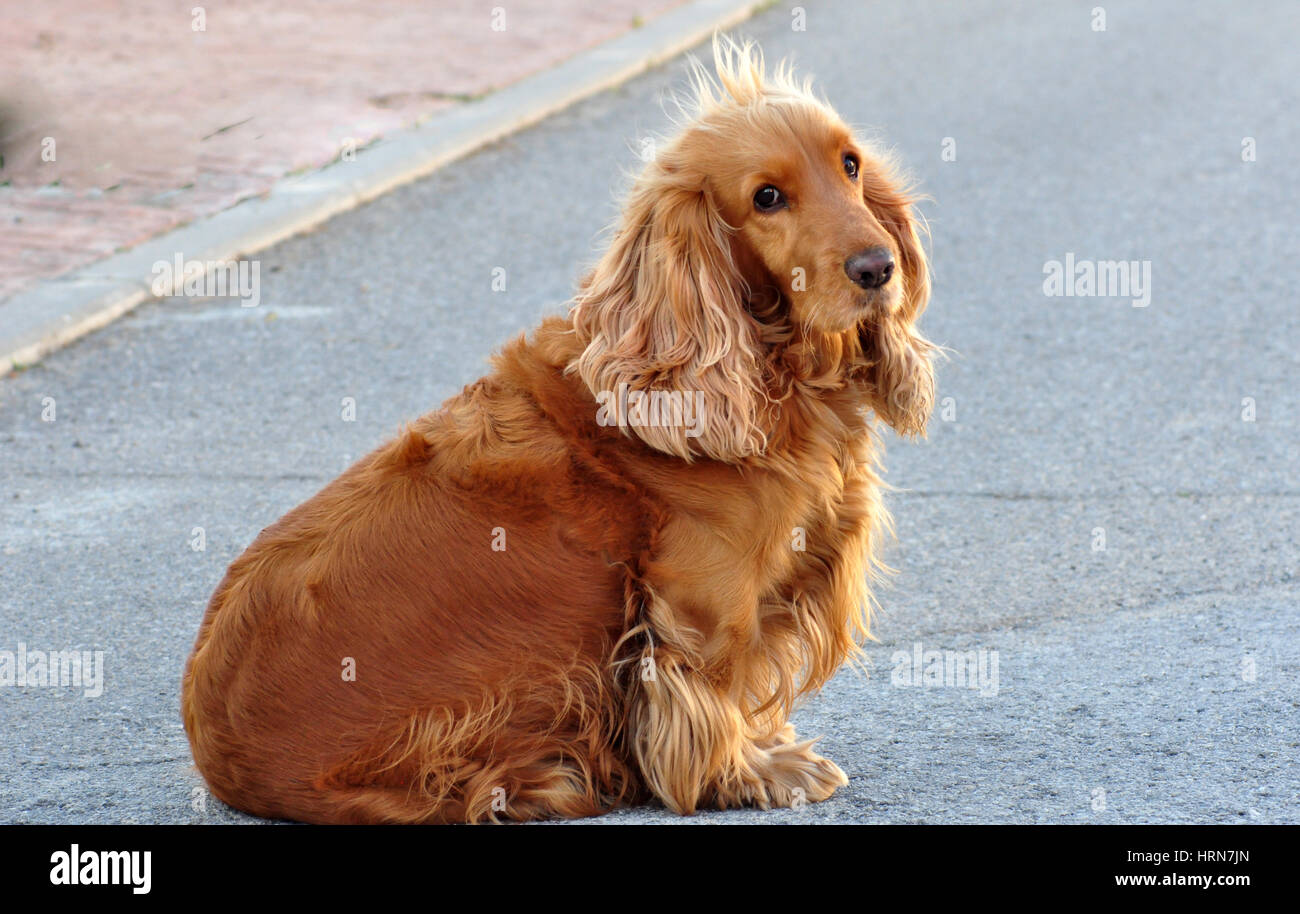 Cocker spaniel female posing quiet Stock Photo - Alamy
