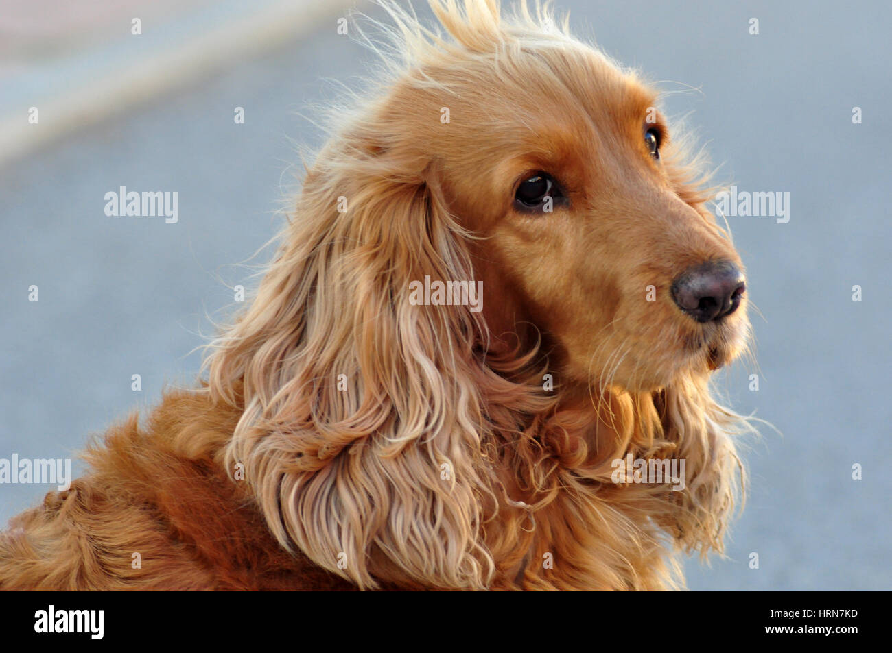 Cocker spaniel female posing quiet Stock Photo - Alamy