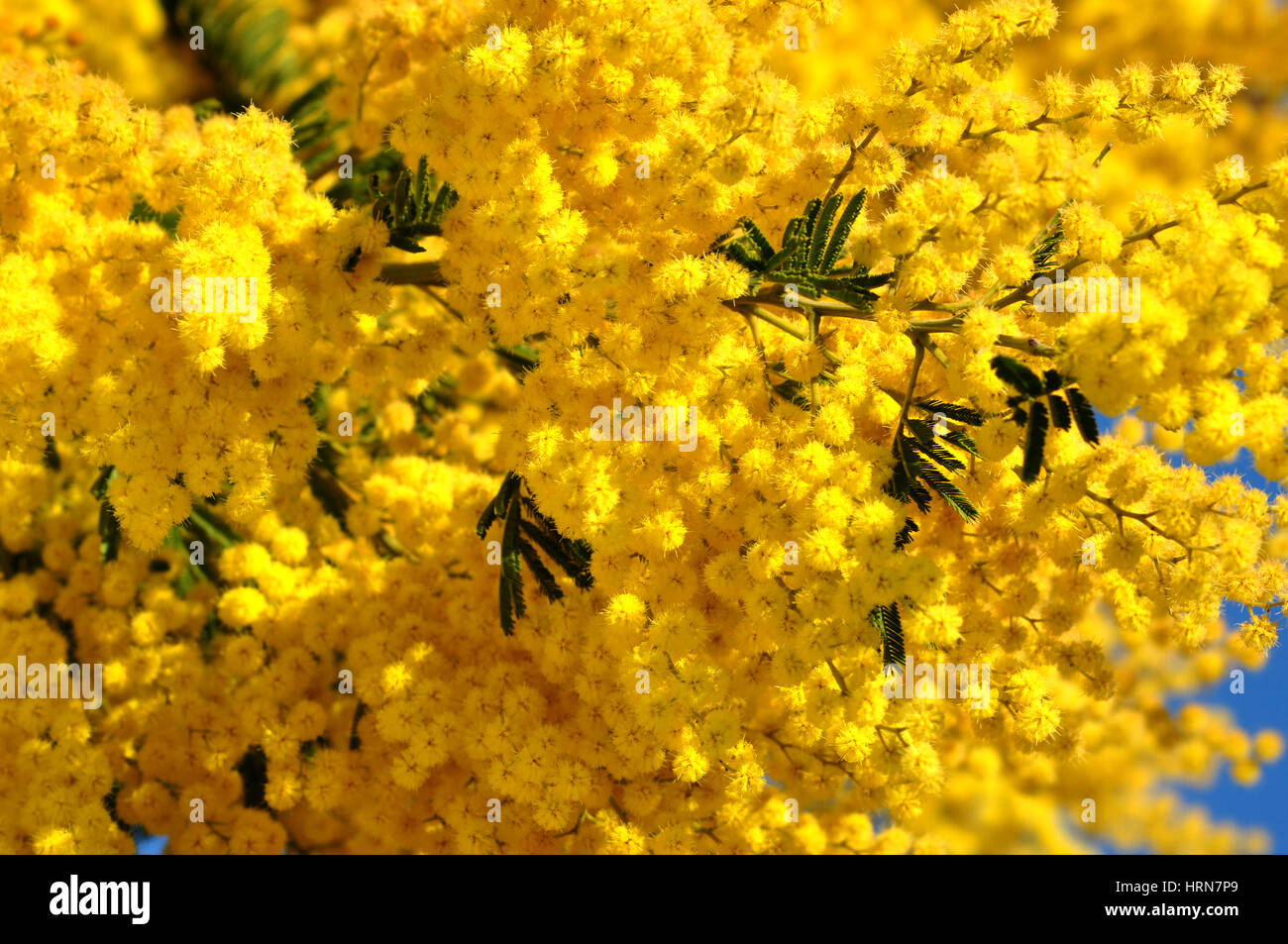 natural mimosa on branch Stock Photo - Alamy