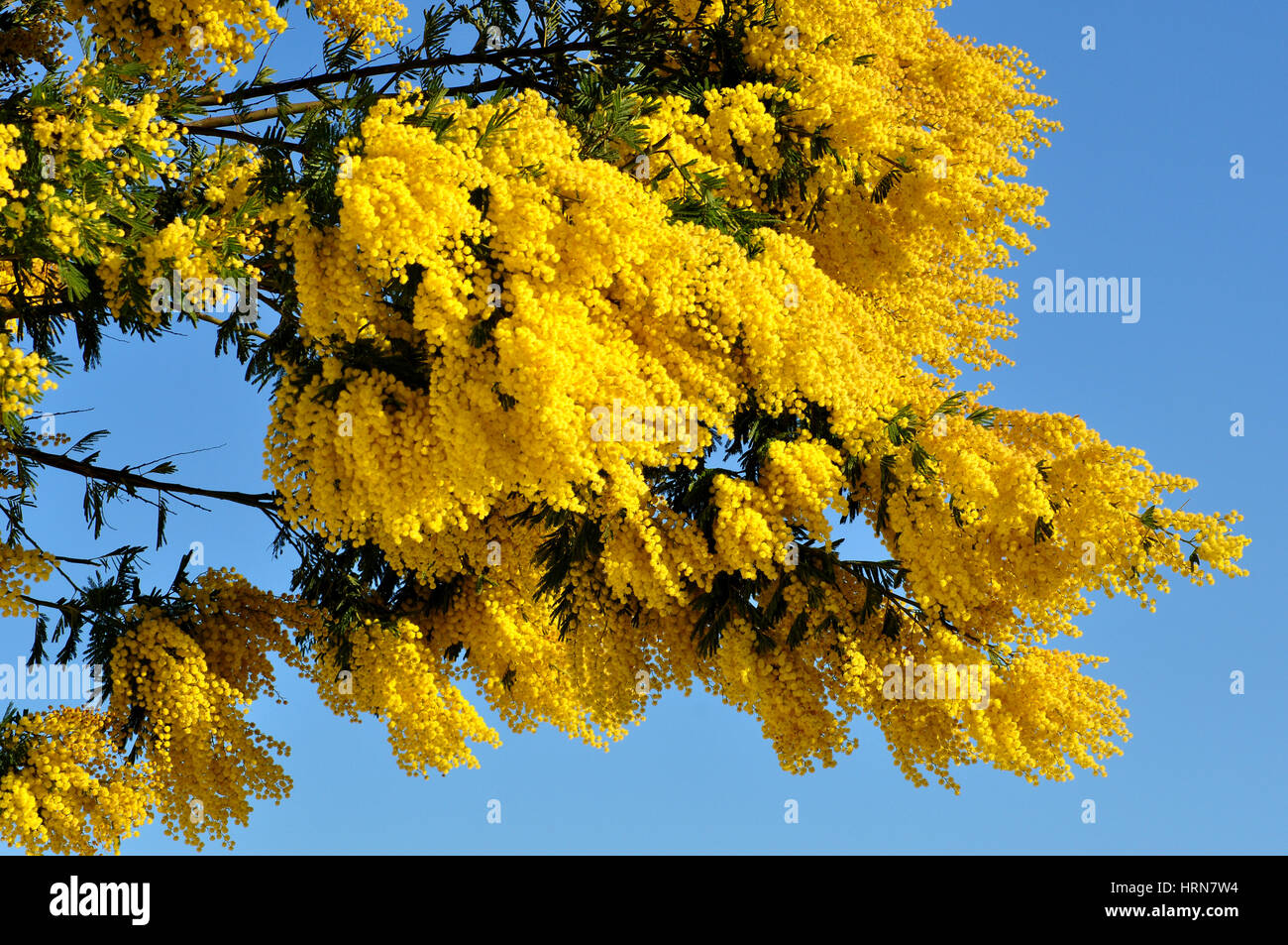natural mimosa on branch Stock Photo - Alamy