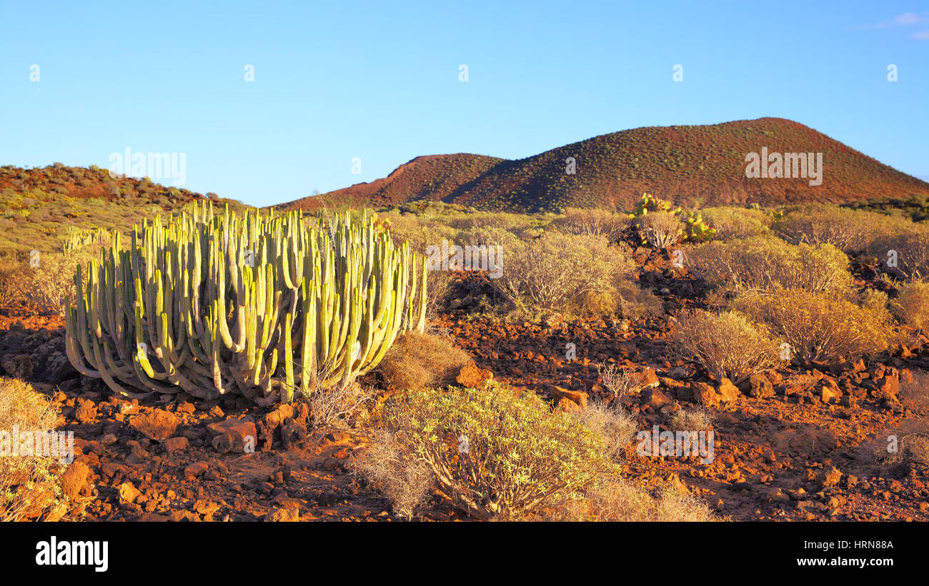 Tenerife desert hi-res stock photography and images - Alamy