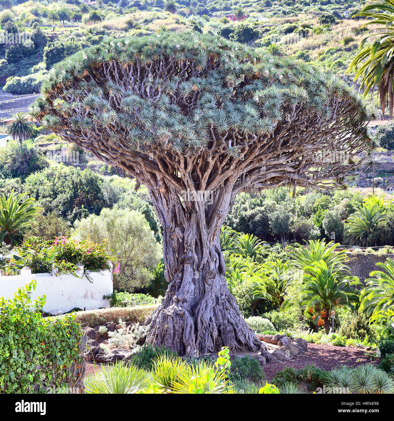 Old dragon tree hi-res stock photography and images - Alamy