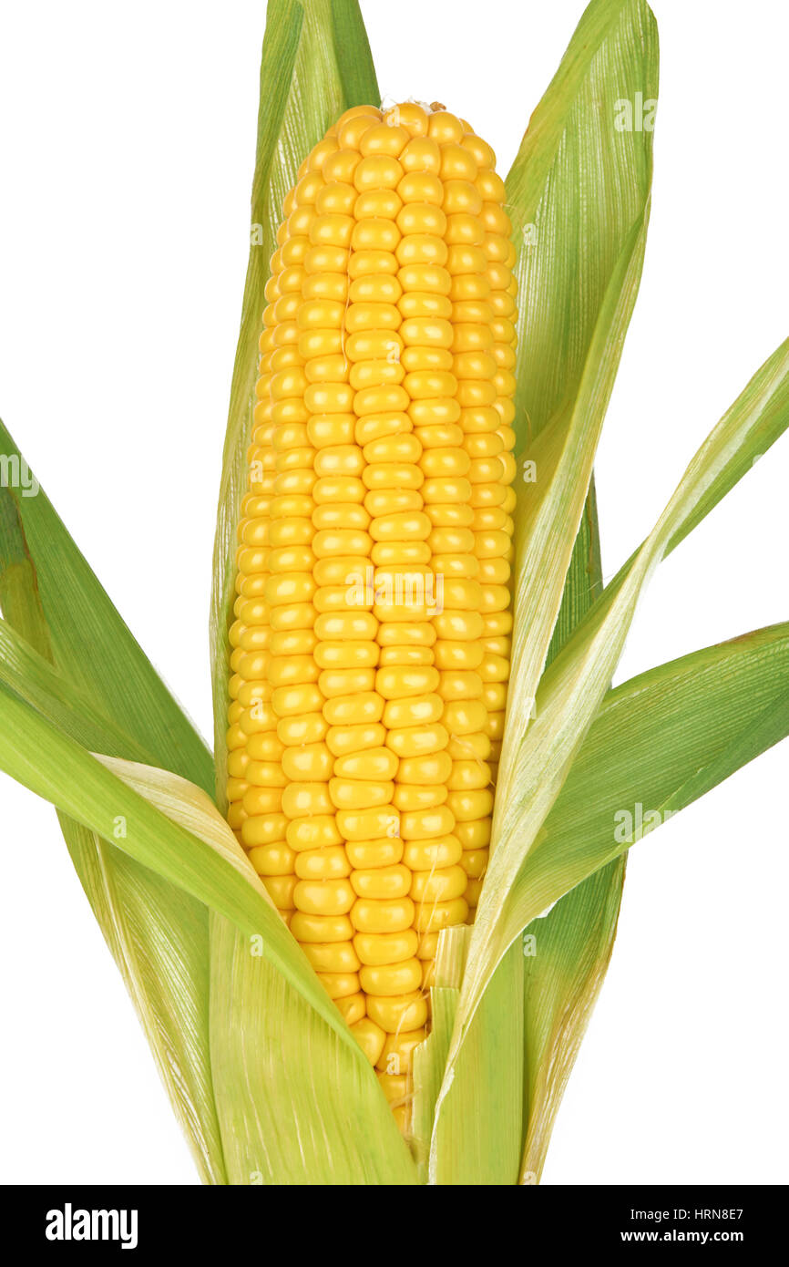 Sweet corn isolated on a white background Stock Photo - Alamy