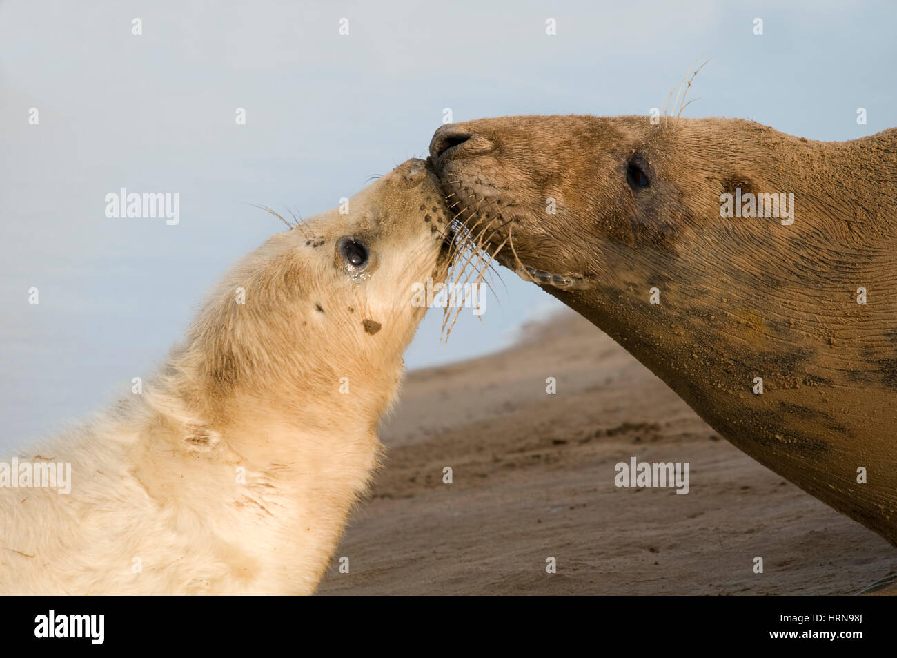 Touch Noses Stock Photos & Touch Noses Stock Images - Alamy