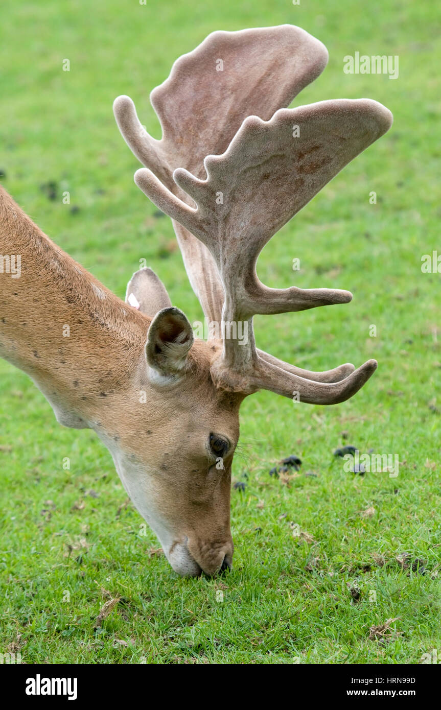 Menil fallow deer hi-res stock photography and images - Alamy