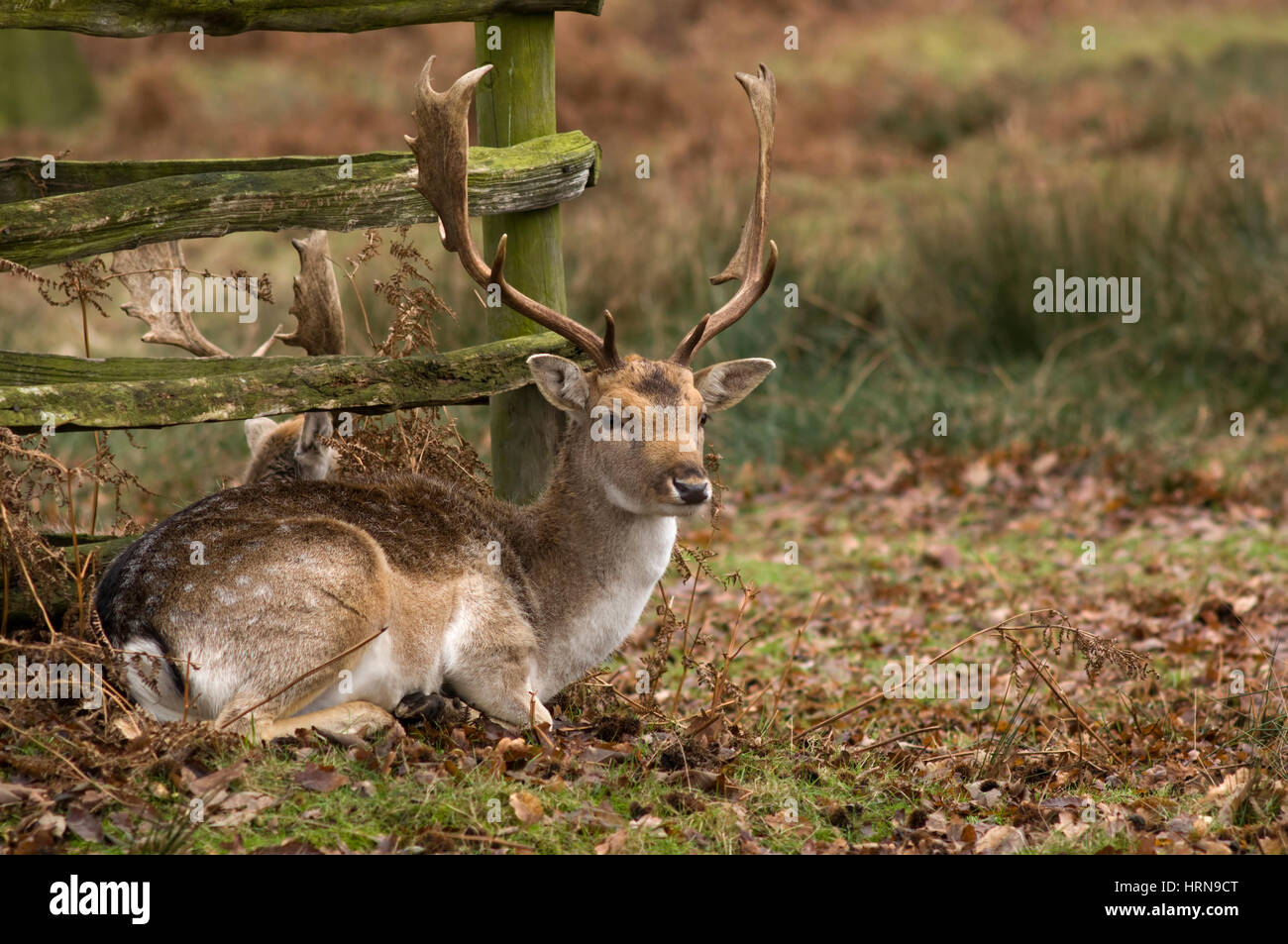 Menil fallow deer hi-res stock photography and images - Alamy