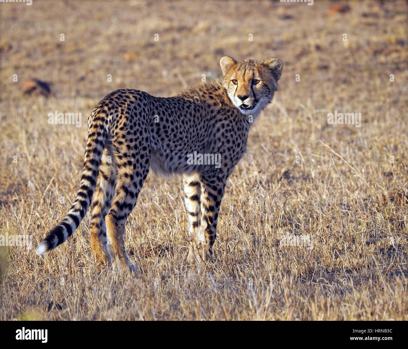 Cheetah looking back warily in Masai Mara Conservancies, Greater Mara ...