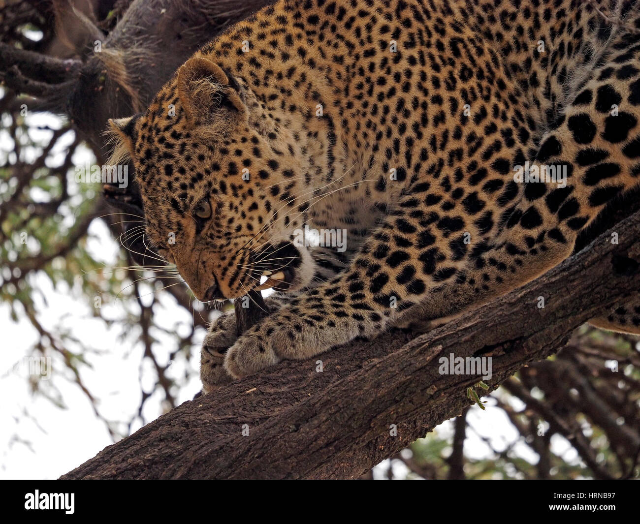 Close-up of leopard eating warthog kill in tree in Masai Mara ...