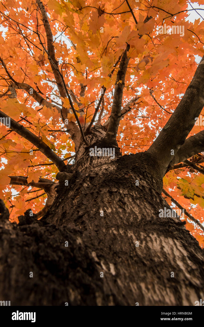 Looking Up a Tree Trunk in Fall from bottom of tree Stock Photo - Alamy