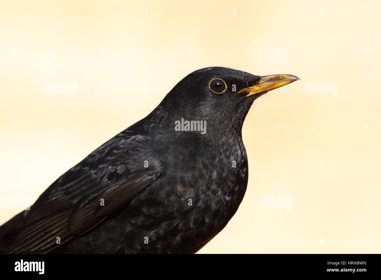 Male Blackbird close-up Stock Photo - Alamy
