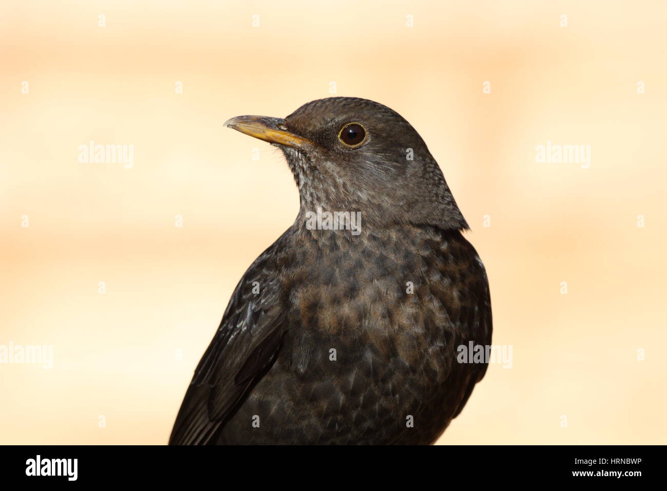 Female blackbird detail hi-res stock photography and images - Alamy